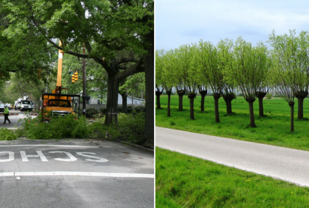 Why Do Some Trees Get That Super-Short Cut Look? - Housely