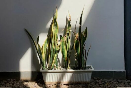 15 Simple Tips to Keep Your Snake Plant Thriving - Housely