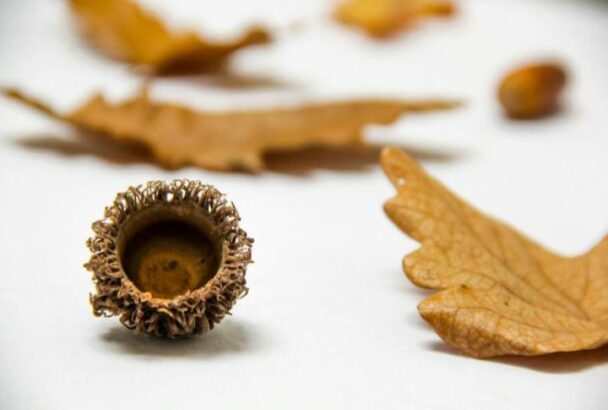 15 Unique Ways To Use Your Acorn Collection - Housely