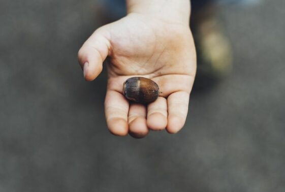 15 Unique Ways To Use Your Acorn Collection - Housely
