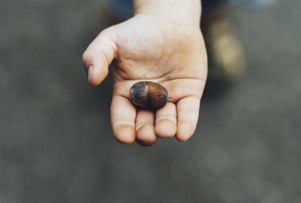 15 Unique Ways To Use Your Acorn Collection - Housely