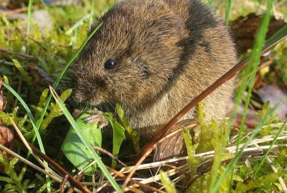 15 Ways to Banish Voles and Reclaim Your Yard - Housely