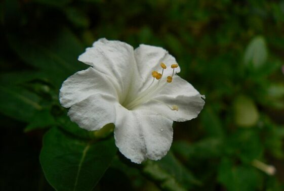 20 Unique Plants with Color-Changing Abilities - Housely