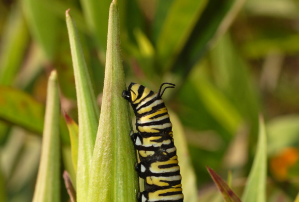 15 Pests That Spell Trouble for Your Garden - Housely