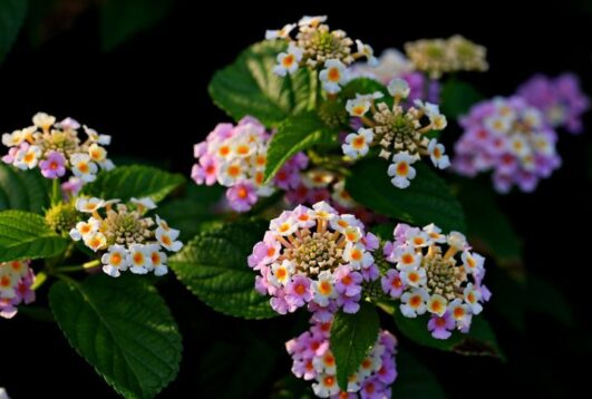 20 Unique Plants with Color-Changing Abilities - Housely