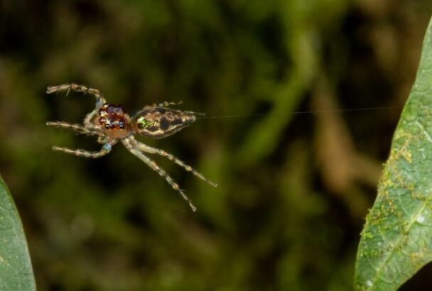 15 Common House Spiders Experts Want You To Look Out For - Housely