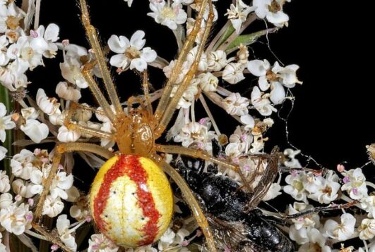 15 Common House Spiders Experts Want You To Look Out For - Housely