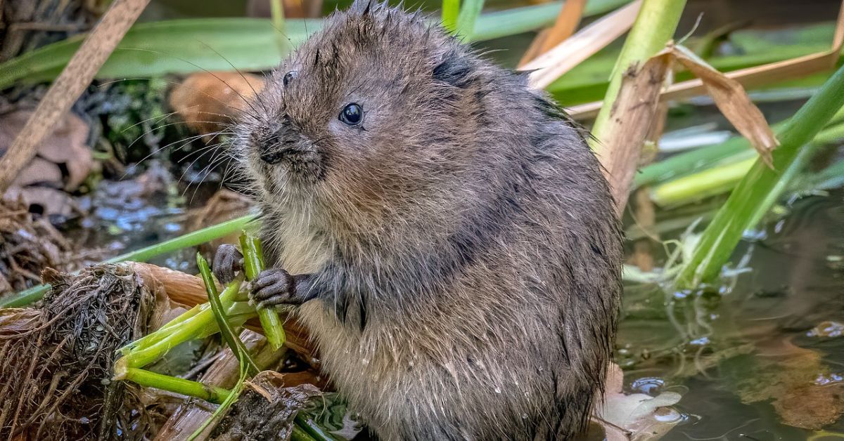 15 Ways to Banish Voles and Reclaim Your Yard - Housely