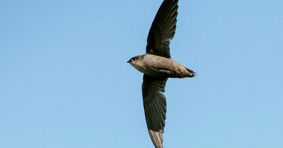 How to Spot and Remove Swift Birds From Your Chimney - Housely