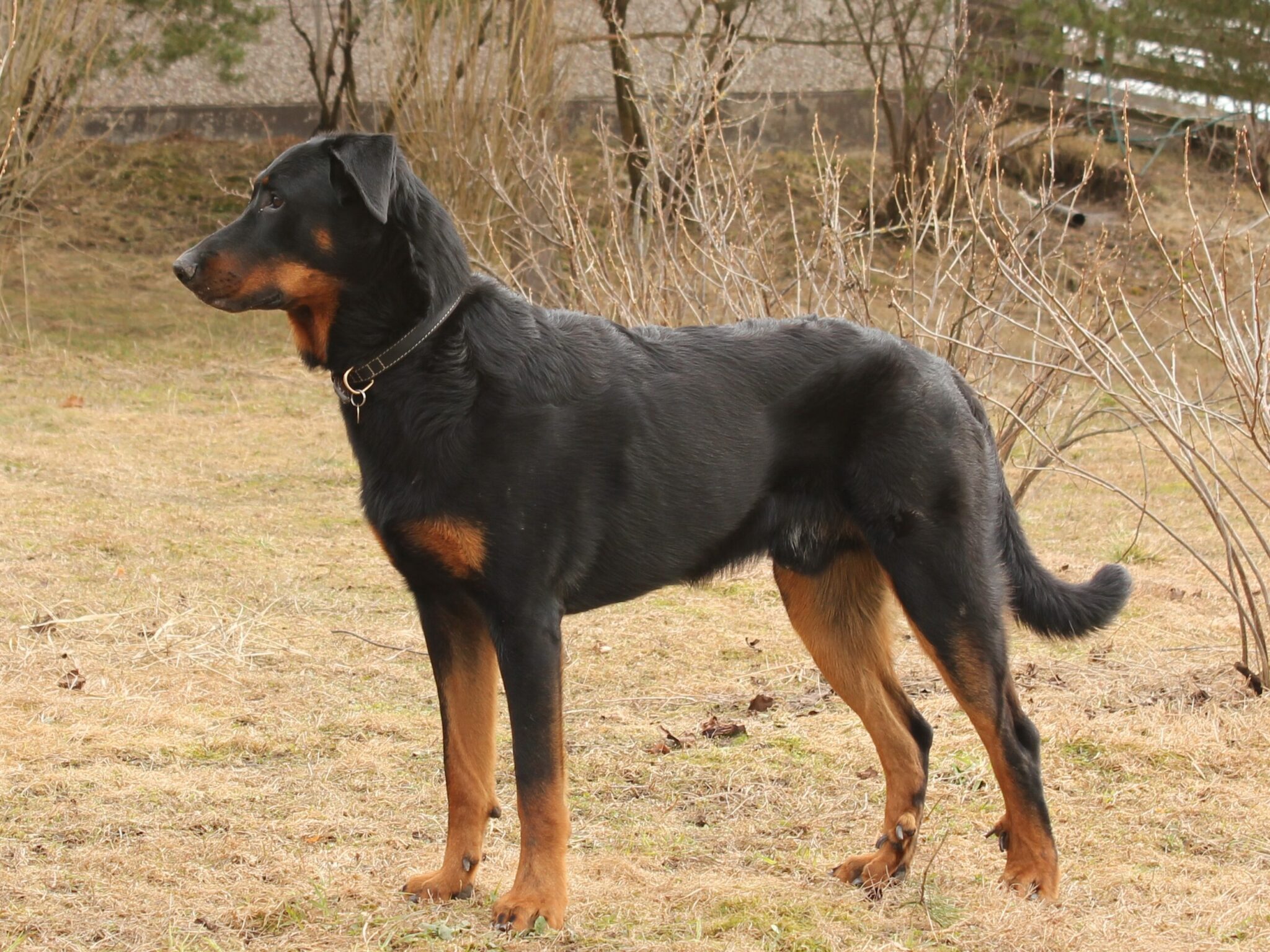 30 Best Dog Breeds for Home Protection - Housely