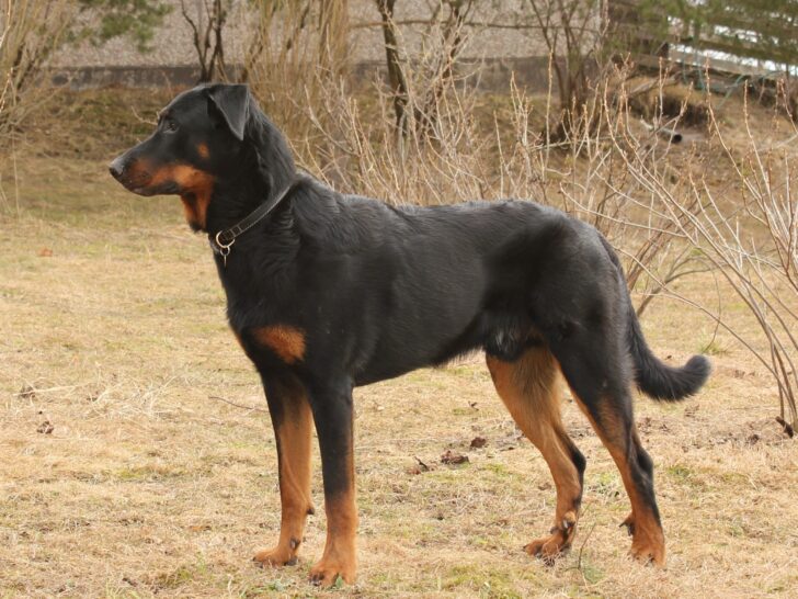 30 Best Dog Breeds for Home Protection - Housely