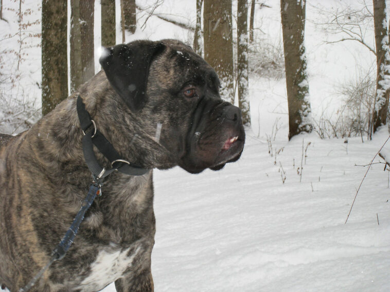 30 Best Dog Breeds for Home Protection - Housely