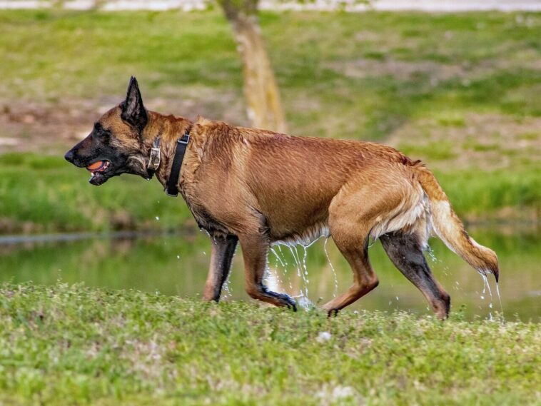 30 Best Dog Breeds for Home Protection - Housely