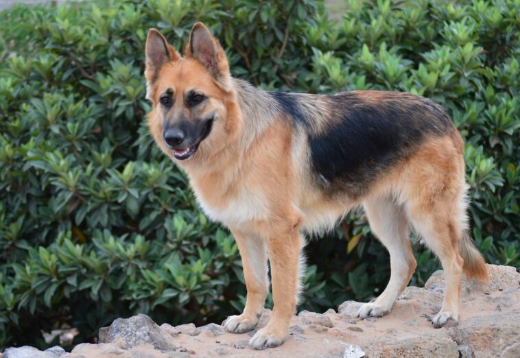 30 Best Dog Breeds for Home Protection - Housely