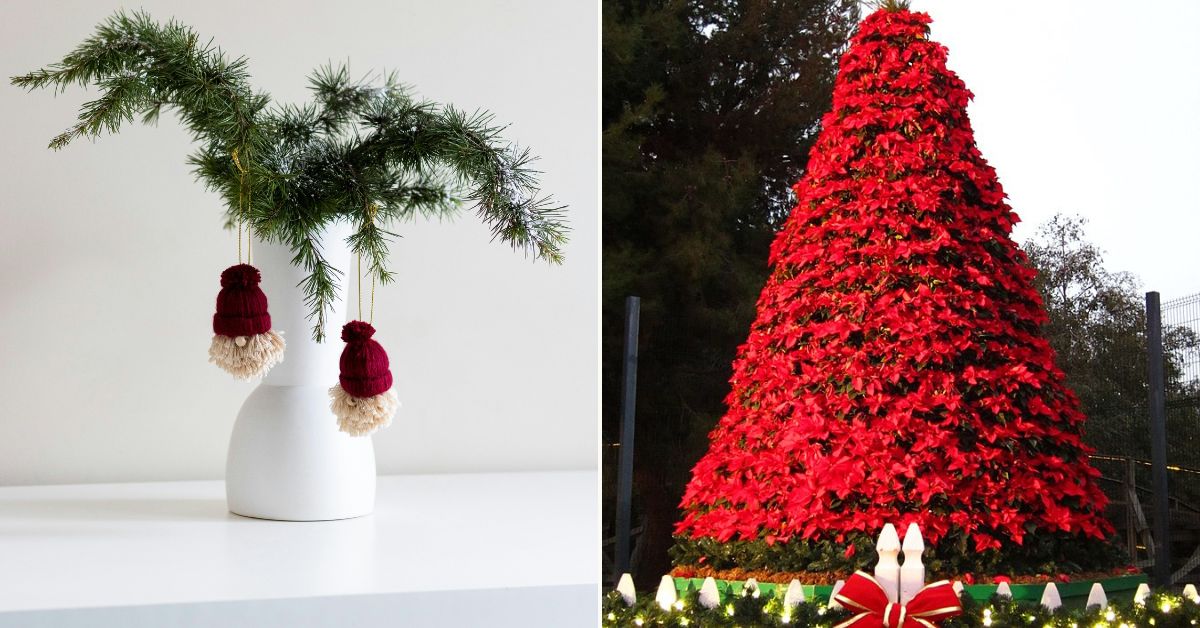 10 Festive Houseplants to Brighten Your Home This Holiday Season - Housely