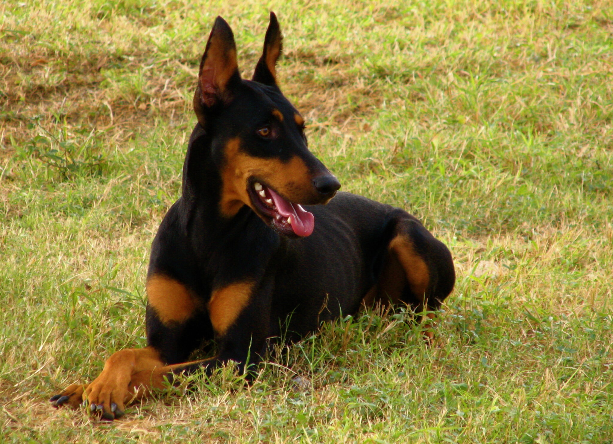 30 Best Dog Breeds for Home Protection - Housely