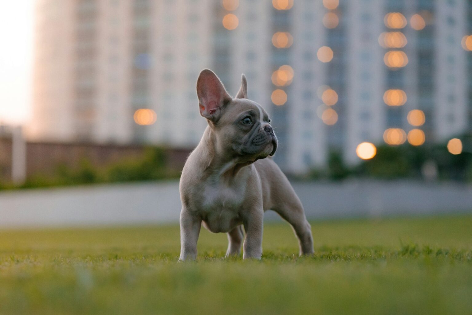 15 Best Dog Breeds for Single People - Housely