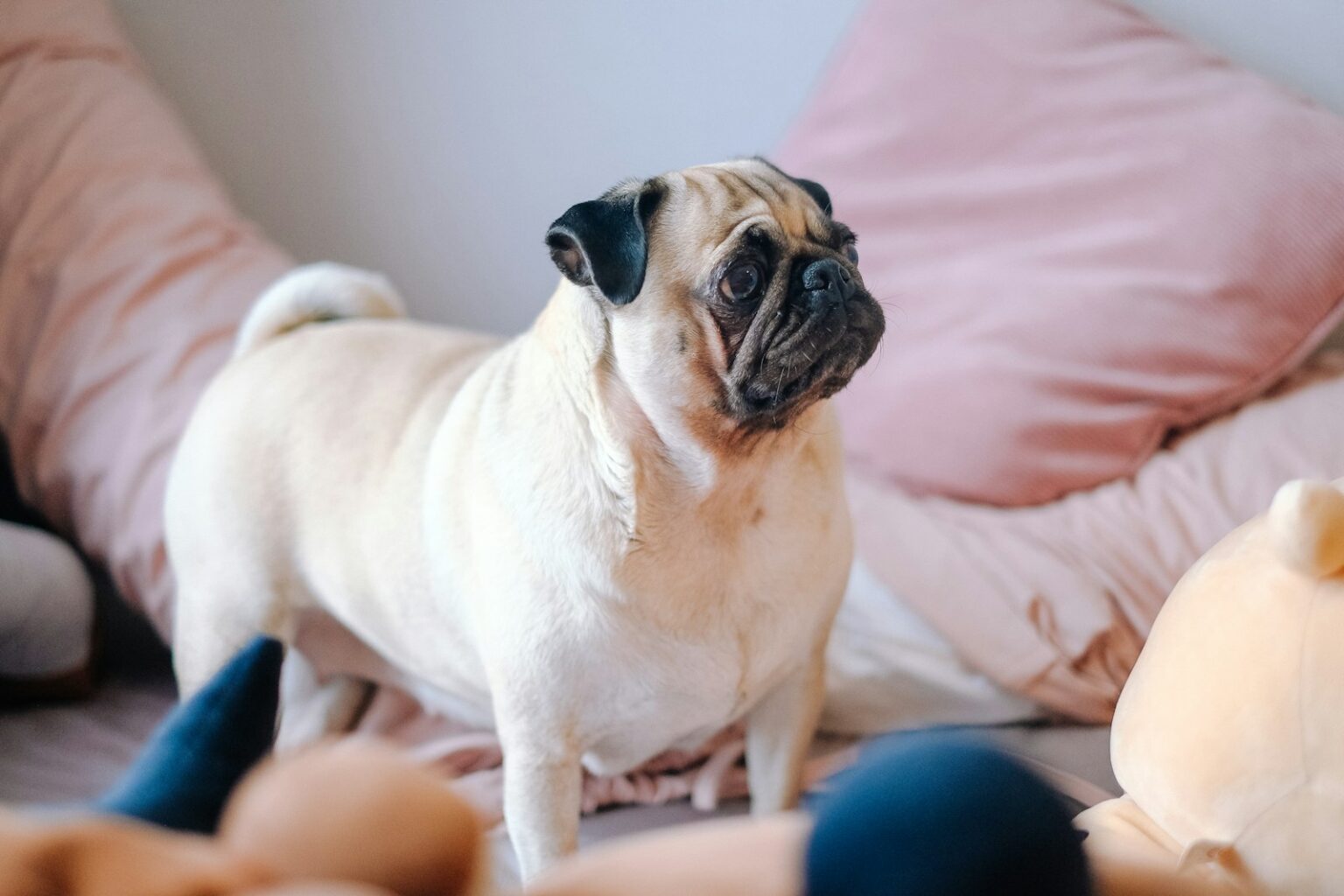 15 Best Dog Breeds for Single People - Housely