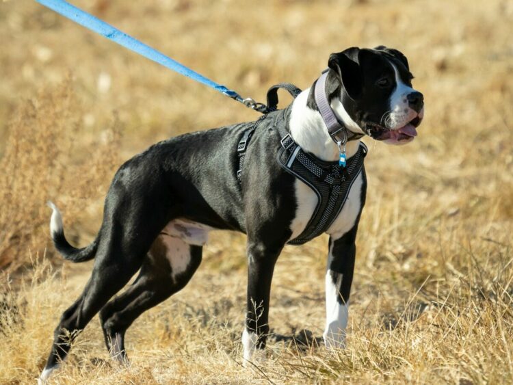 30 Best Dog Breeds for Home Protection - Housely