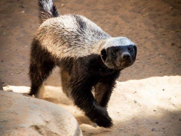 15 Animals That Are Surprisingly Aggressive - Housely