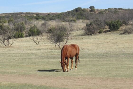 The 10 Largest Ranches Shaping American Farming - Housely