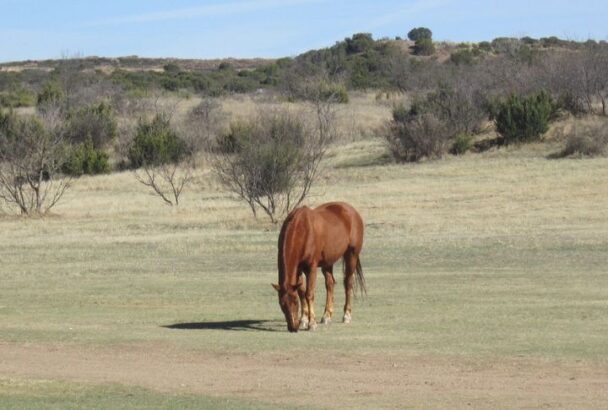 The 10 Largest Ranches Shaping American Farming - Housely