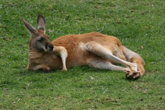 15 Animals That Are Surprisingly Aggressive - Housely