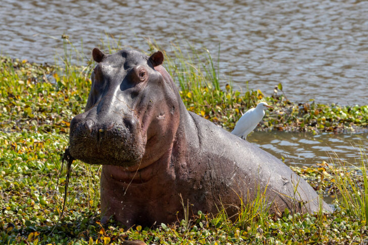 15 Animals That Are Surprisingly Aggressive - Housely