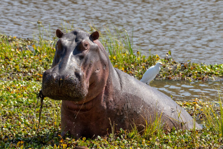 15 Animals That Are Surprisingly Aggressive - Housely