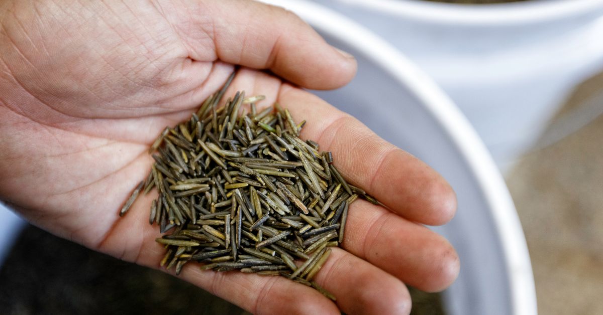 10 Pre-Colonial Delicacies from Native American Cuisine - Housely