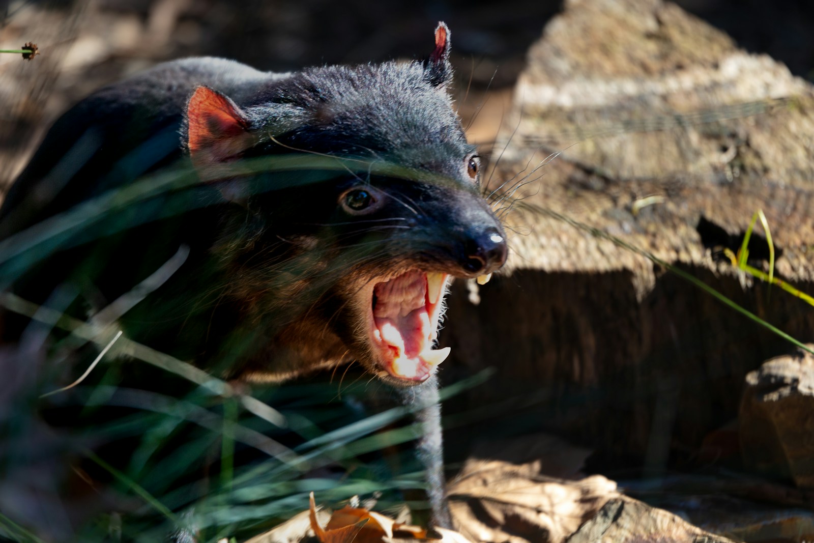 15 Animals That Are Surprisingly Aggressive - Housely