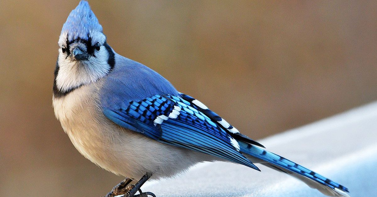 10 Birds Working Behind the Scenes to Boost Your Garden - Housely