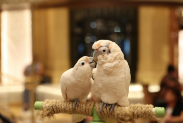 20 Insights Into Cockatoo Behavior - Housely