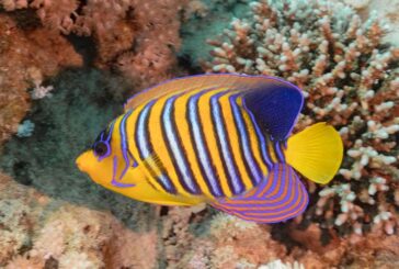 20 Colorful Fish Species Ranked by Beauty - Housely