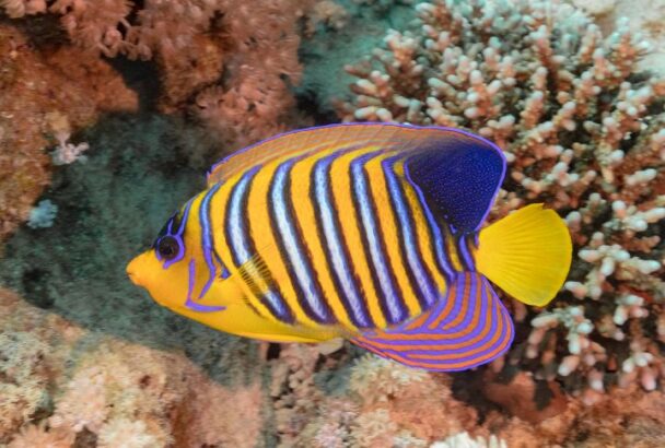 20 Colorful Fish Species Ranked by Beauty - Housely