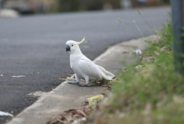 20 Insights Into Cockatoo Behavior - Housely