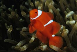 20 Colorful Fish Species Ranked by Beauty - Housely