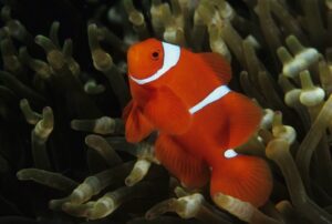 20 Colorful Fish Species Ranked by Beauty - Housely