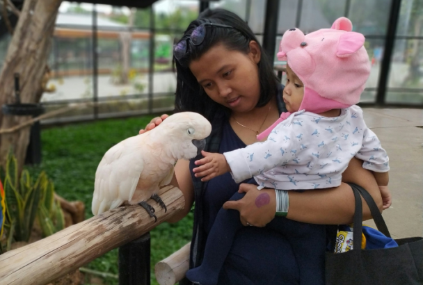 20 Insights Into Cockatoo Behavior - Housely