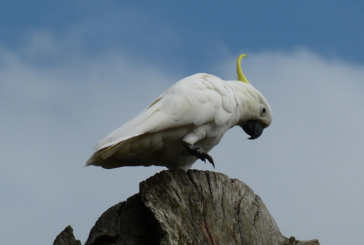 20 Insights Into Cockatoo Behavior - Housely