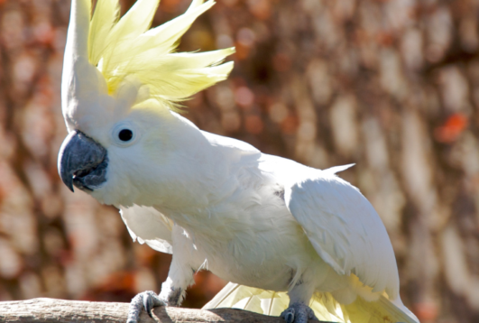 20 Insights Into Cockatoo Behavior - Housely