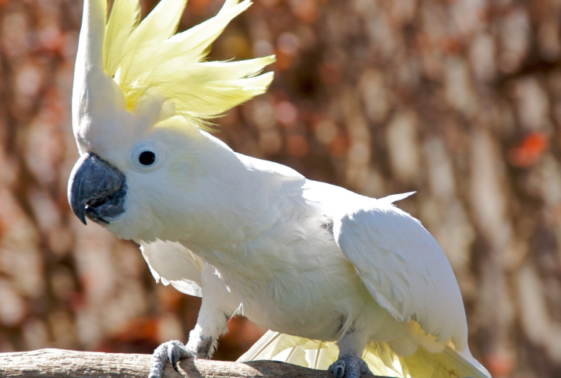 20 Insights Into Cockatoo Behavior - Housely