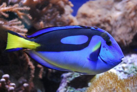 20 Colorful Fish Species Ranked by Beauty - Housely