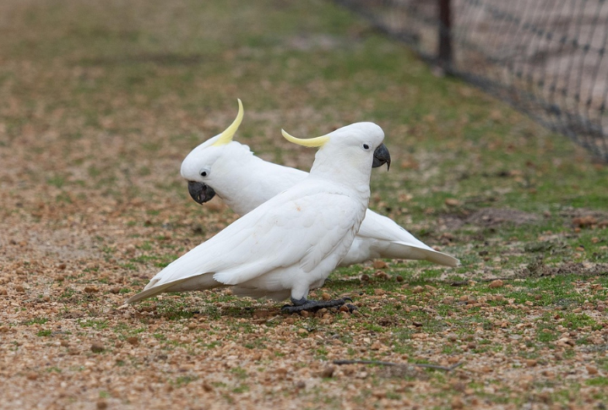 20 Insights Into Cockatoo Behavior - Housely