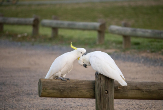 20 Insights Into Cockatoo Behavior - Housely