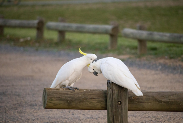 20 Insights Into Cockatoo Behavior - Housely