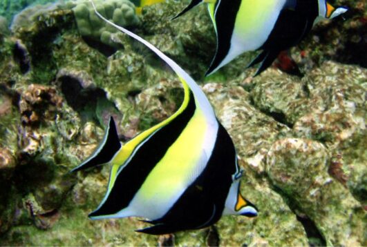 20 Colorful Fish Species Ranked by Beauty - Housely