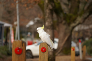 20 Insights Into Cockatoo Behavior - Housely
