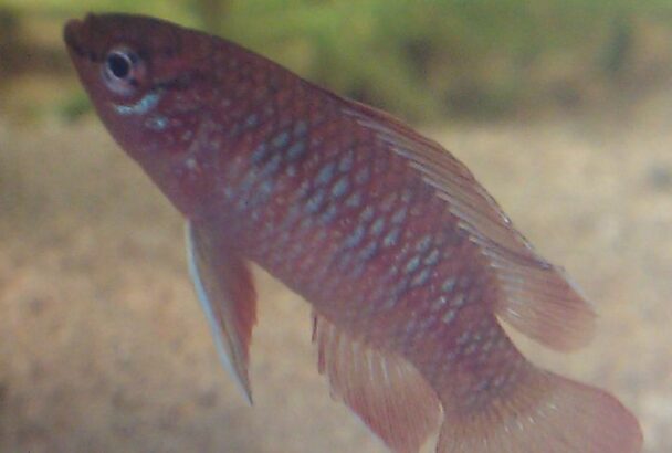 20 Colorful Fish Species Ranked by Beauty - Housely