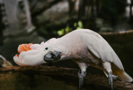 20 Insights Into Cockatoo Behavior - Housely